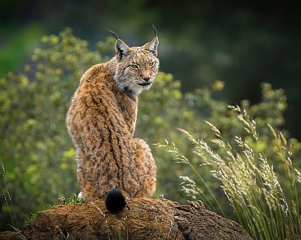 The Iberian Lynx Experience | Something different, somewhere different ...