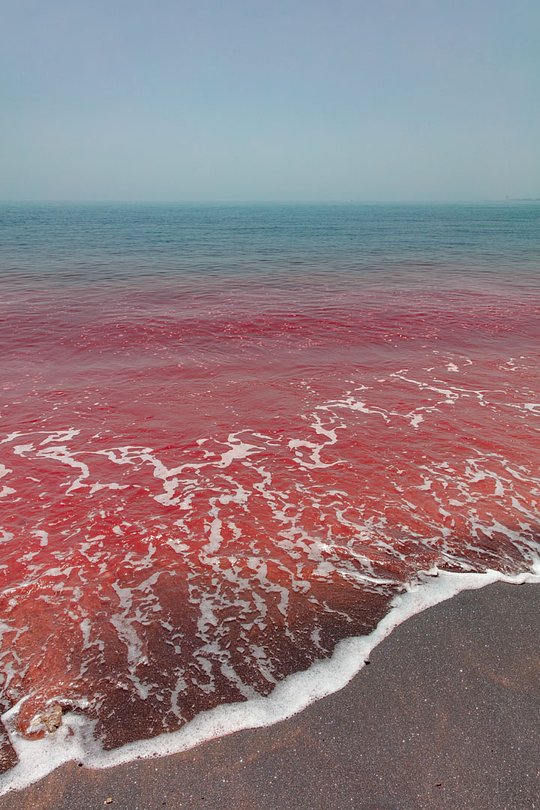 8 Day Wild Iranian Coast Expedition